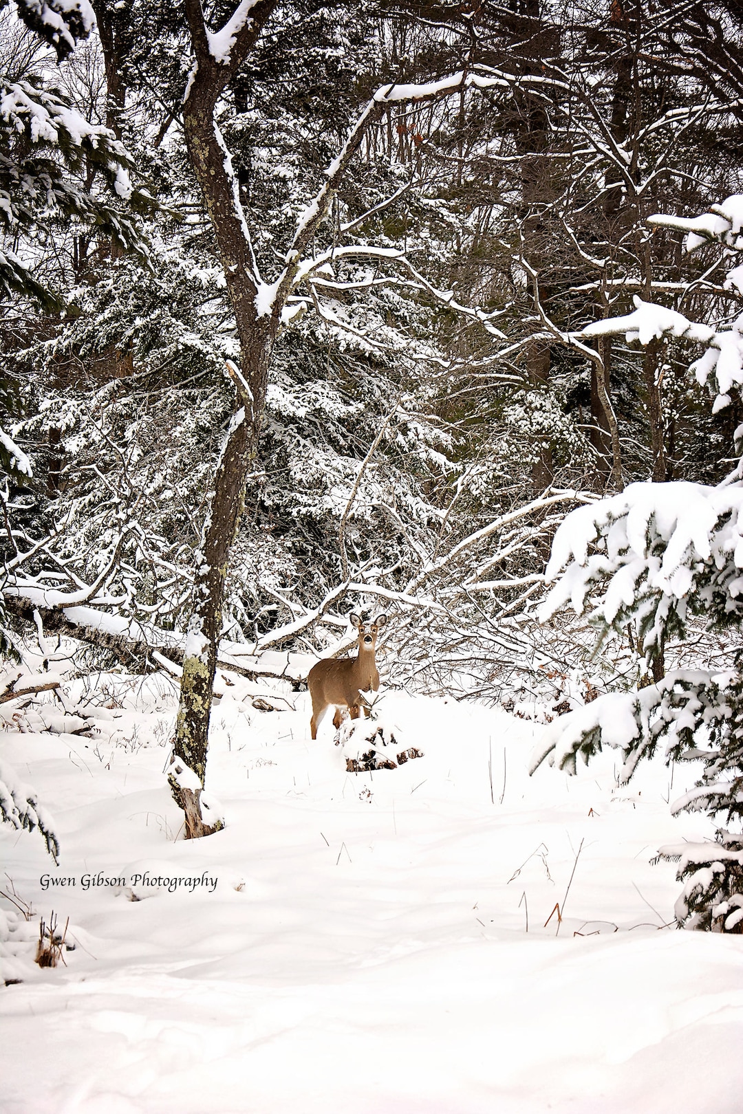 Michigan Whitetail Deer in Snow Print, Woodland Deer Print, Deer in ...