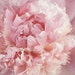 Pink Peony Wall Art Decor, Pink Peony Print, Floral Wall Art, Peony ...