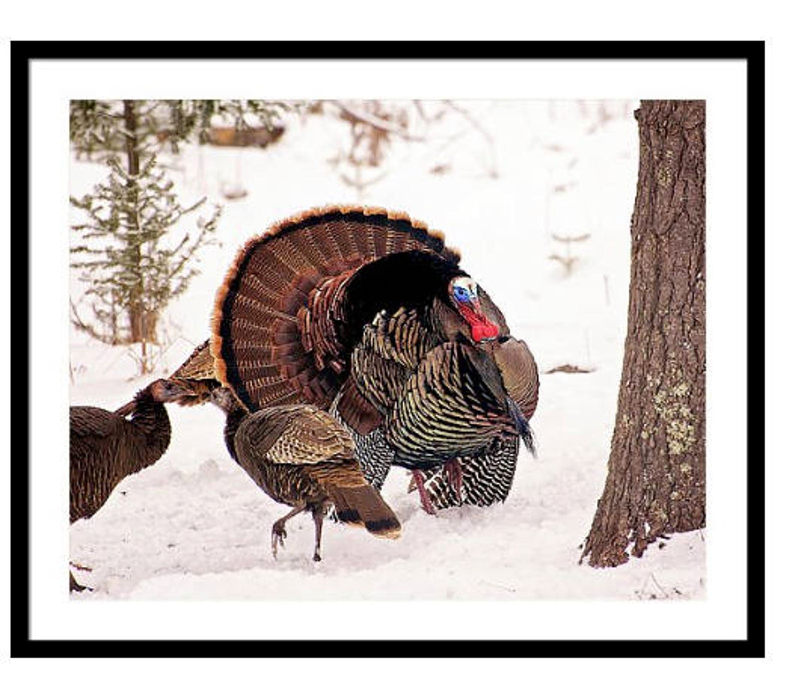 Wild Turkey Fine Art Bird Photography, Wildlife Photography, Game Bird ...
