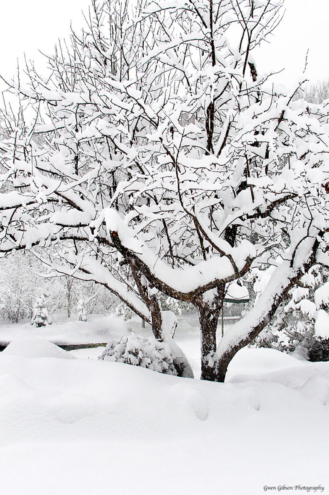 Snow Covered Apple Tree, Michigan Winter Print, Winter Photograph, Snow ...
