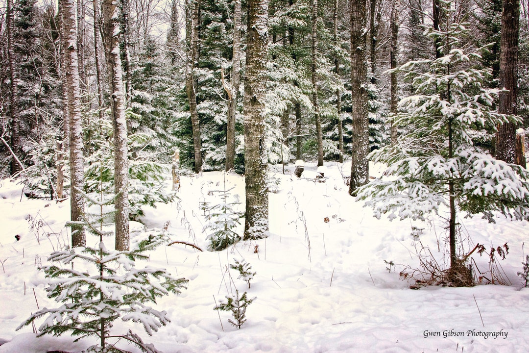 Trees in Snow Print, Winter Photography, Snowy Pines Pictures, Woodland ...