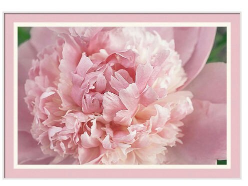 Pink Peony Wall Art Decor, Pink Peony Print, Floral Wall Art, Peony ...
