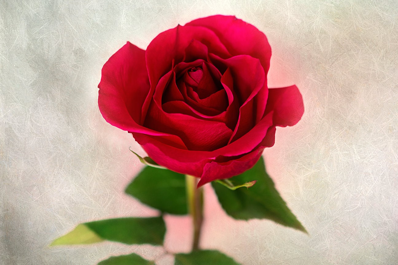 Red Rose Photo, Single Stem Rose Fine Art Print, Romantic Art Bedroom ...