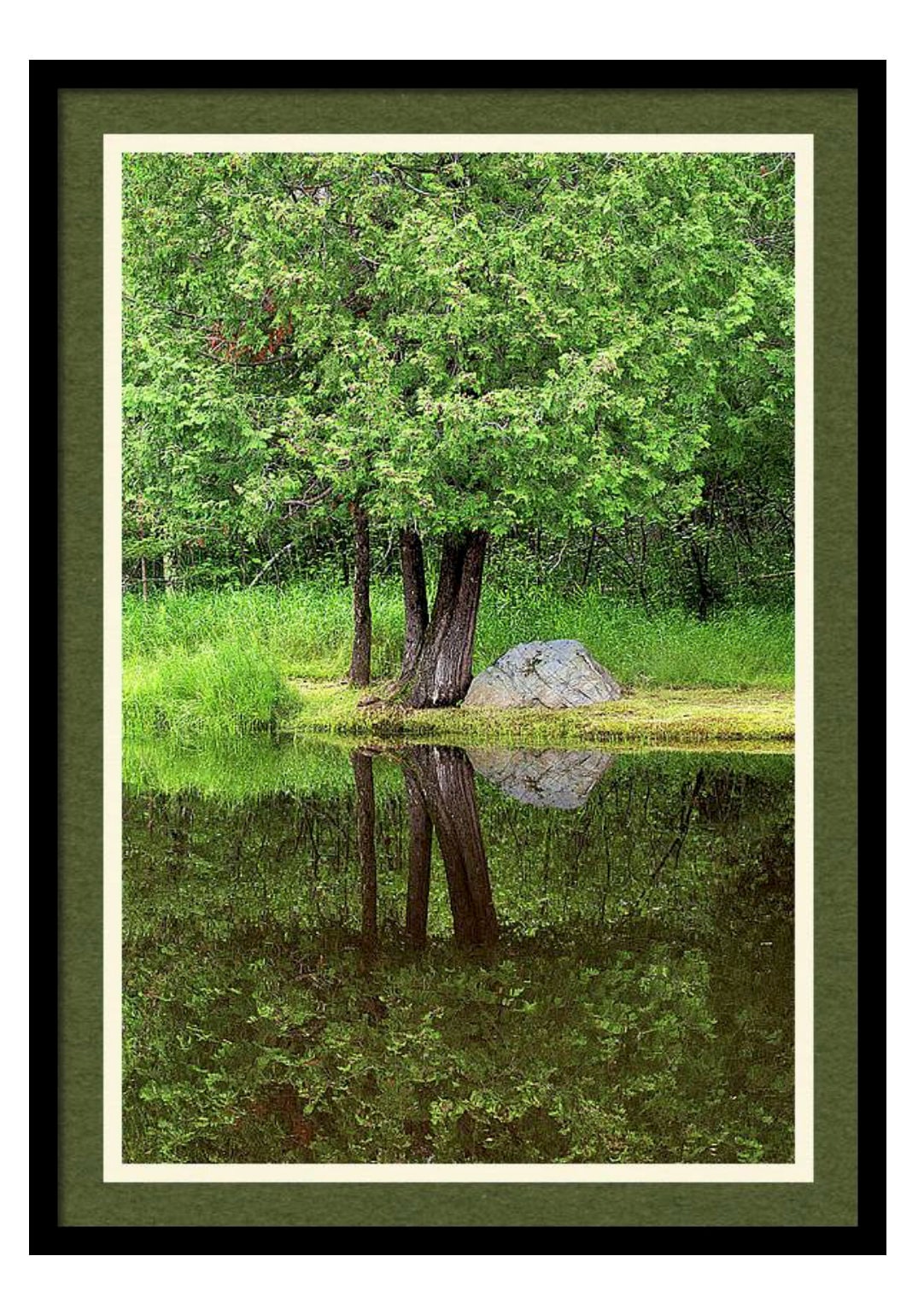 Cedar Forest Water Reflection Print, Woodland Photography, Emerald ...