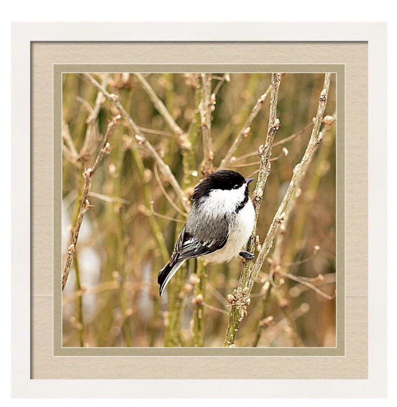 Chickadee Print Bird Lovers Decor Chickadee Art Chickadee - Etsy