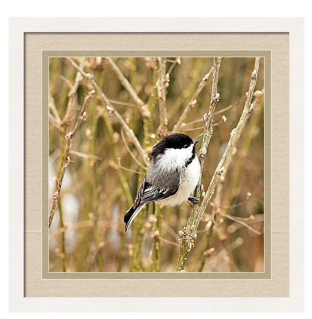 Chickadee Print Bird Lovers Decor Chickadee Art Chickadee - Etsy