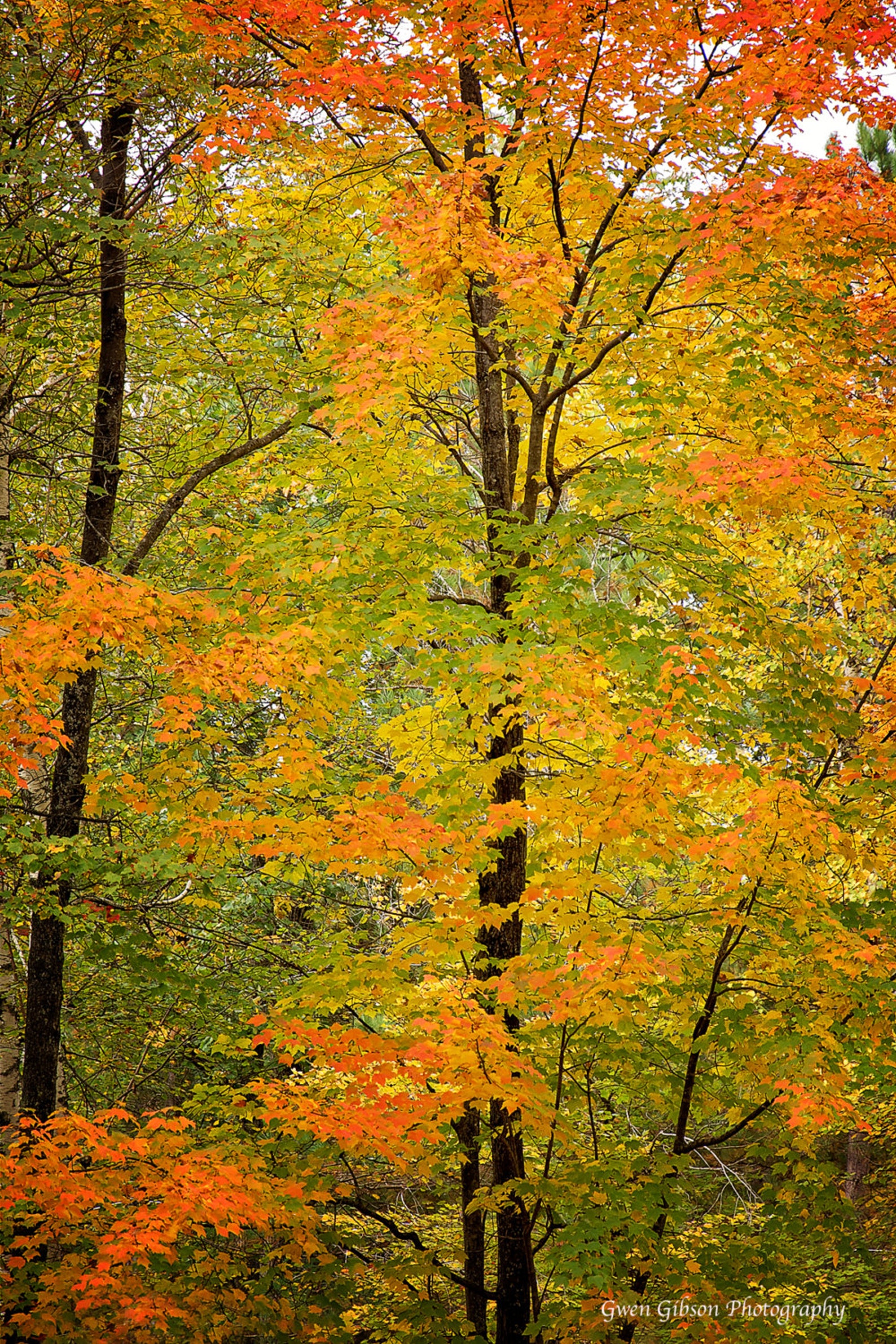 Fall Landscape Print, Maple Tree Print, Autumn Picture, Michigan Fall ...