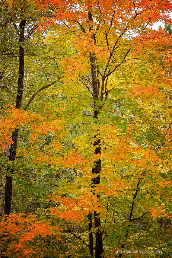 Maple Forest Michigan