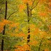 Fall Landscape Print, Maple Tree Print, Autumn Picture, Michigan Fall ...