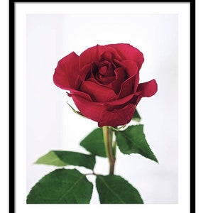 Single Stem Red Rose Photo, Rose Fine Art Print, Romantic Art Bedroom ...
