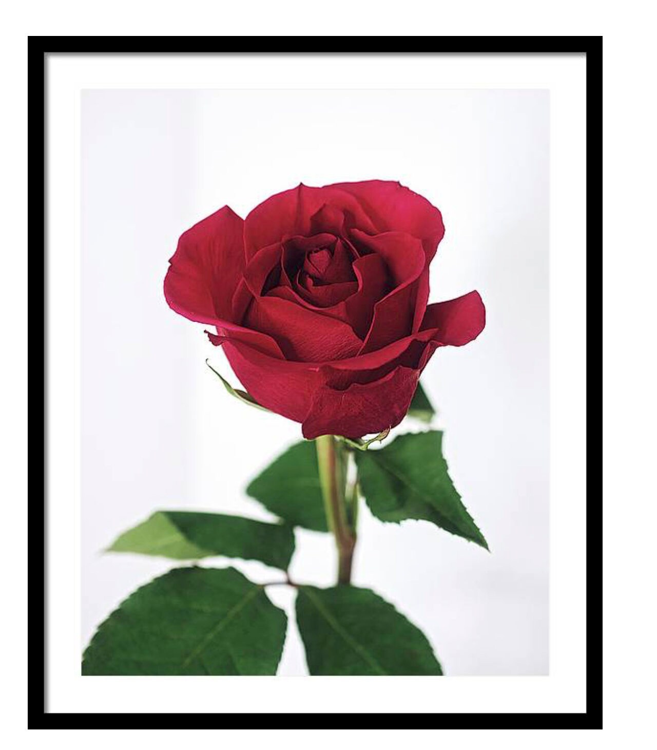 Single Stem Red Rose Photo, Rose Fine Art Print, Romantic Art Bedroom ...
