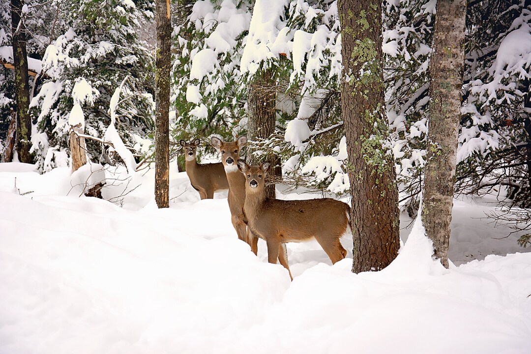 Whitetail Winter Deer Wall Art, Deer in Snow, Woodsy Cabin Decor, Upper ...