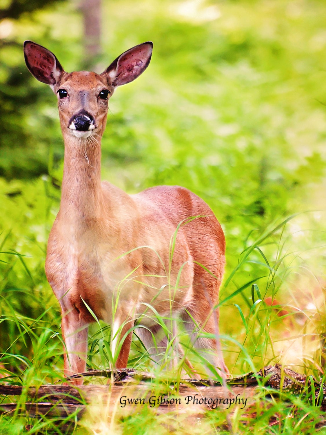 Whitetail Deer Doe Print, Deer Photography, Deer Picture, Wildlife ...