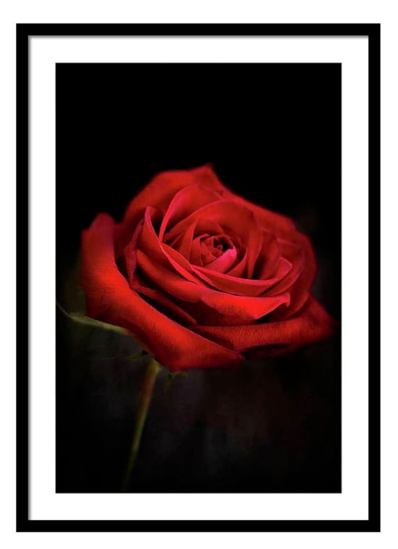 Dark Red Rose Photo, Rose Fine Art Print, Romantic Art Bedroom, Dark ...
