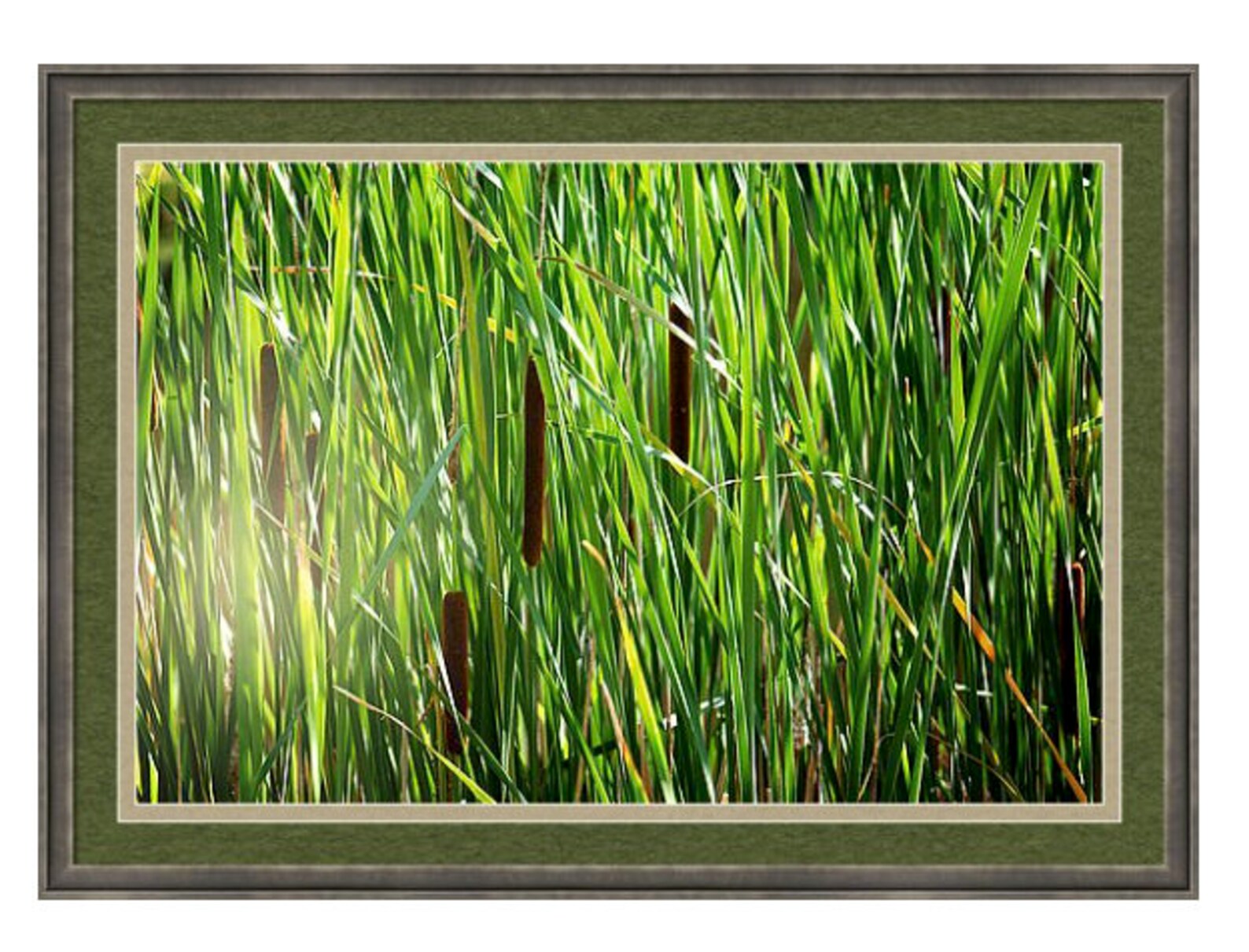 Cattail Wall Art Photo, Marshland Print, Wetlands Photography, Meadow ...