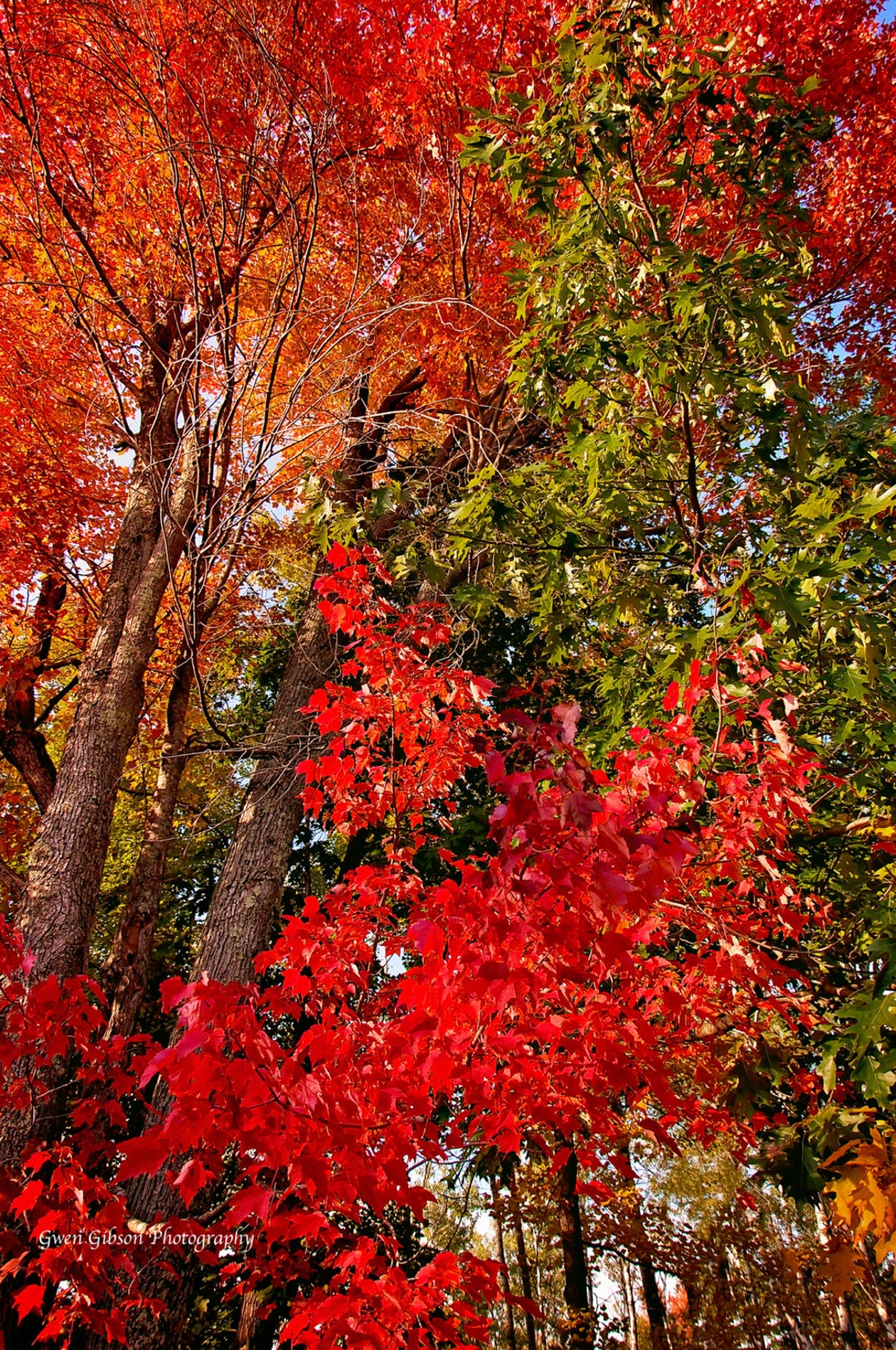 Michigan Fall Photograph, Maple Trees in Autumn Print, Upper Peninsula ...