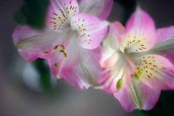 Pink Peruvian Lilies