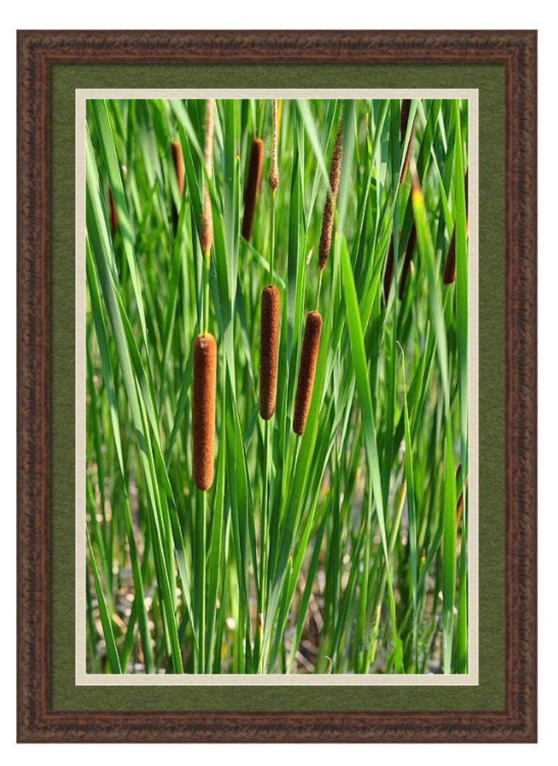 Meadow Grass Cattail Wall Art Photo, Cattails, Pond Cattails, Wild ...
