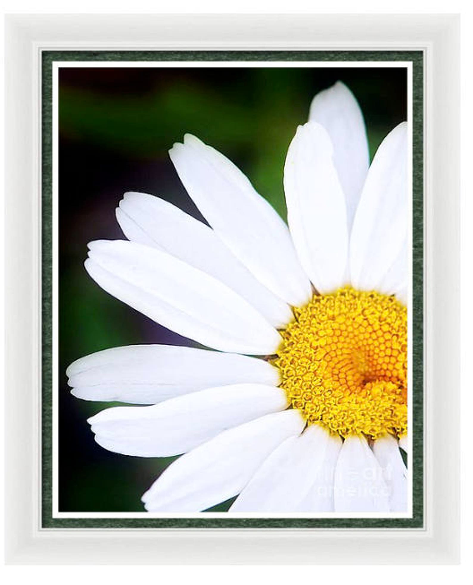 Daisy Print, Wildflower Print, Daisy Photo, Garden Room Art, Living ...