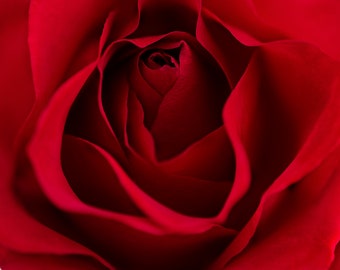 Single Stem Red Rose Photo, Rose Fine Art Print, Romantic Art Bedroom ...
