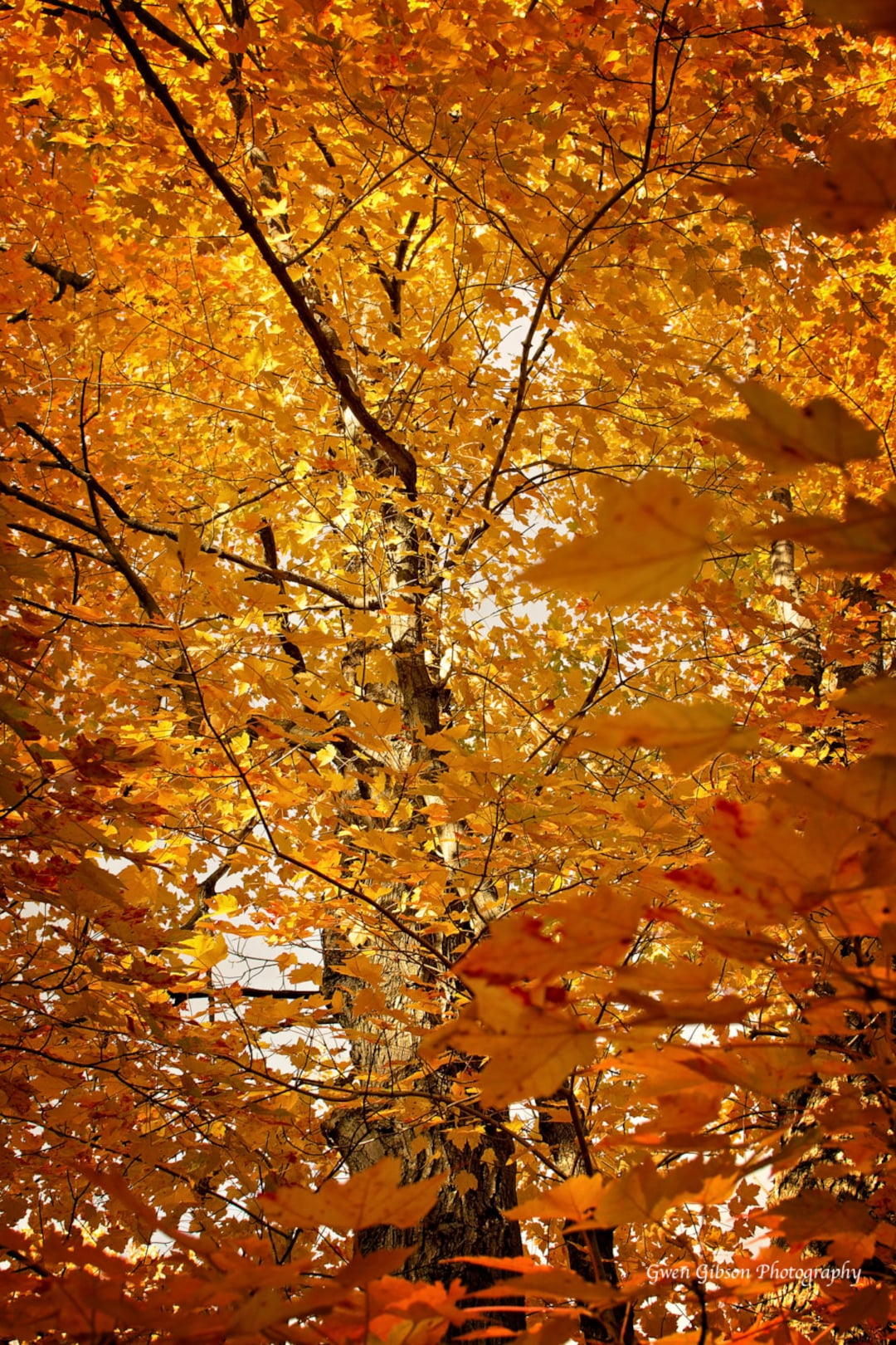 Fall Photograph, Autumn Leaves Photo, Rustic Nature Print, Autumn ...