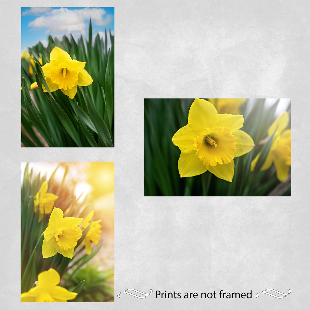 Set of 3 Daffodil Spring Flower Wall Art, Photo Prints, Floral Set of ...