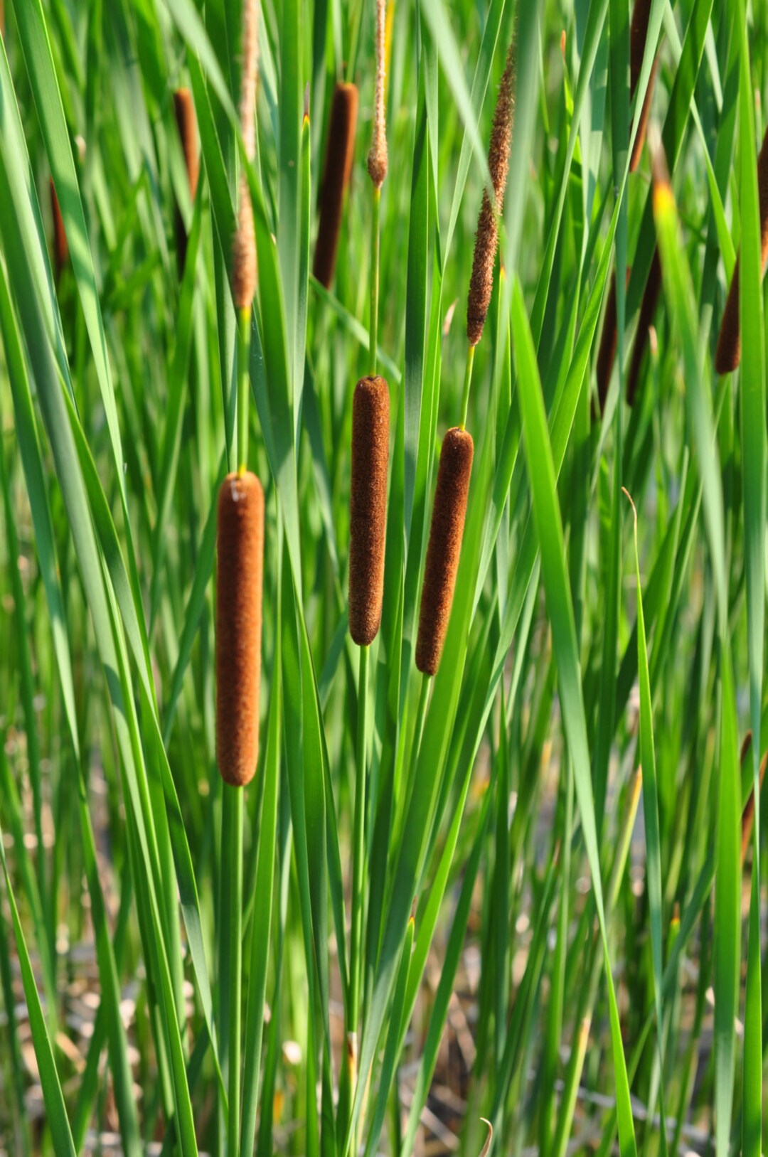 Meadow Grass Cattail Wall Art Photo, Cattails, Pond Cattails, Wild ...