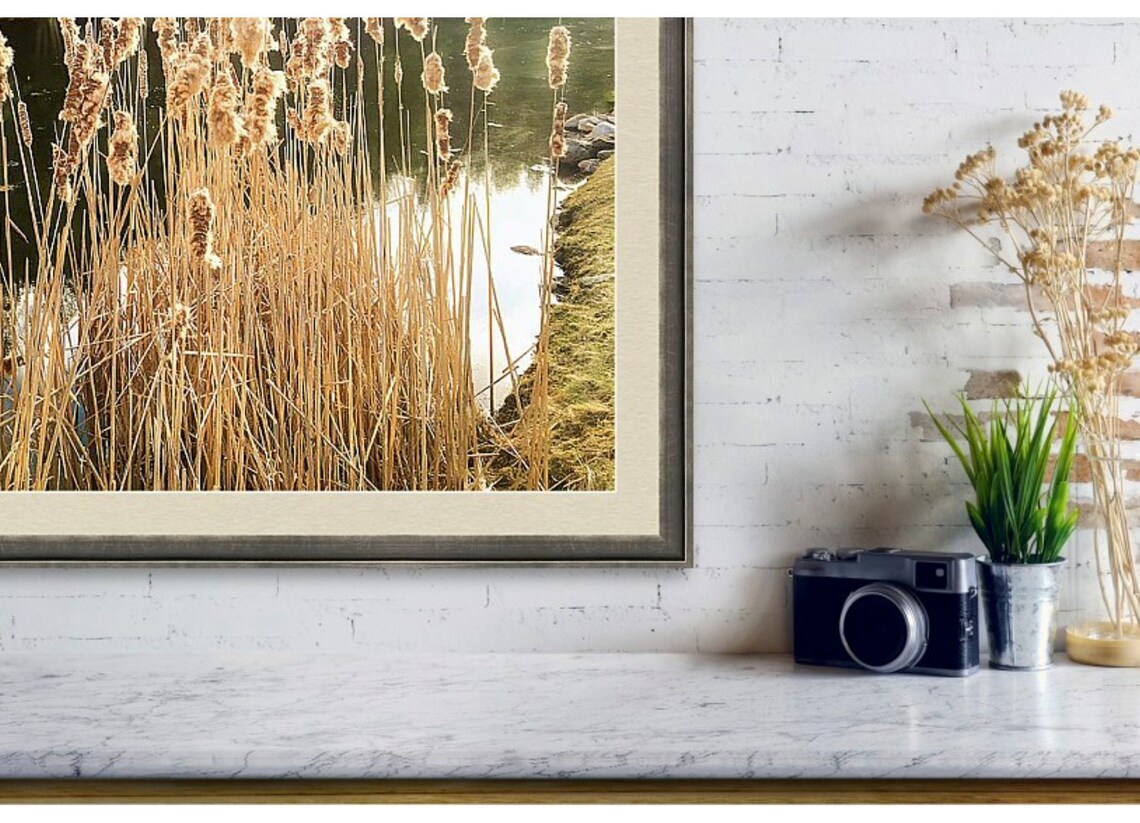 Cattail Wall Art Photo Marshland Print Wetlands Photography - Etsy