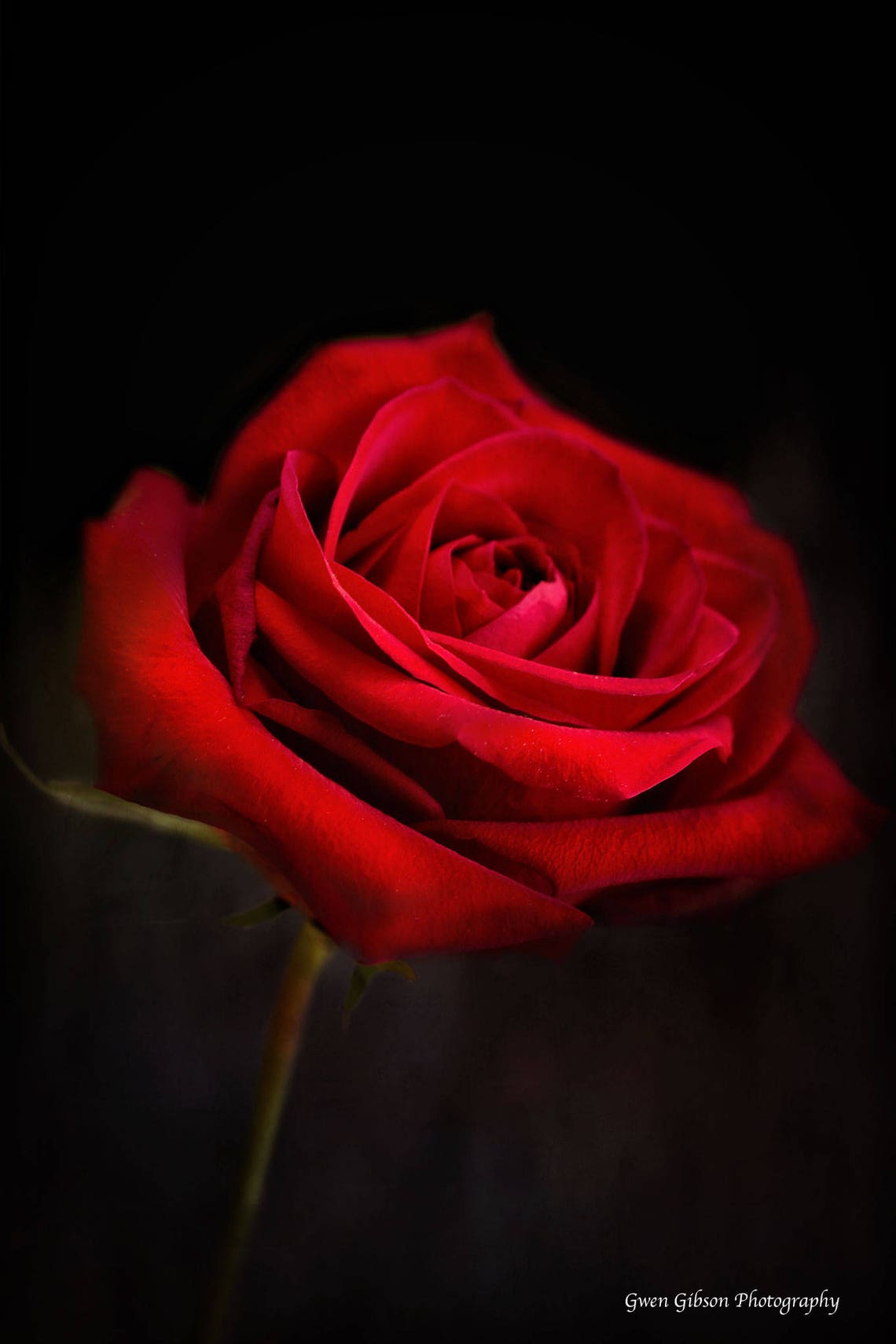 Dark Red Rose Photo, Rose Fine Art Print, Romantic Art Bedroom, Dark ...