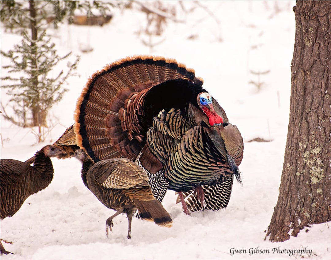 Wild Turkey Fine Art Bird Photography, Wildlife Photography, Game Bird ...