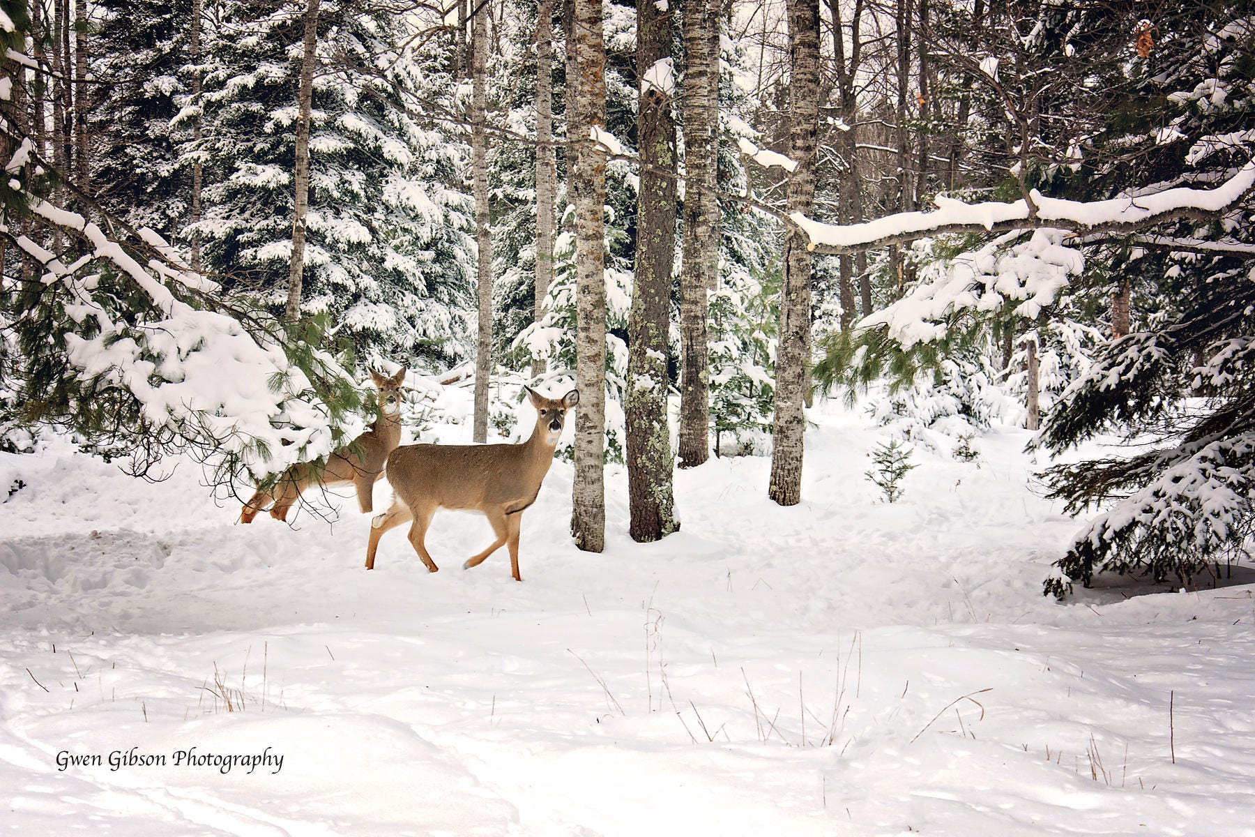 Winter Deer Photography