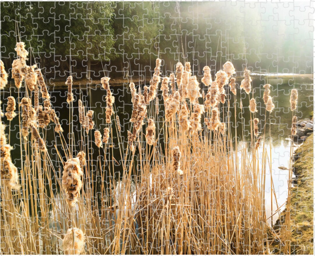 Premium Puzzle, Cattails in Spring, 16x20 or 20x30, Upper Peninsula ...