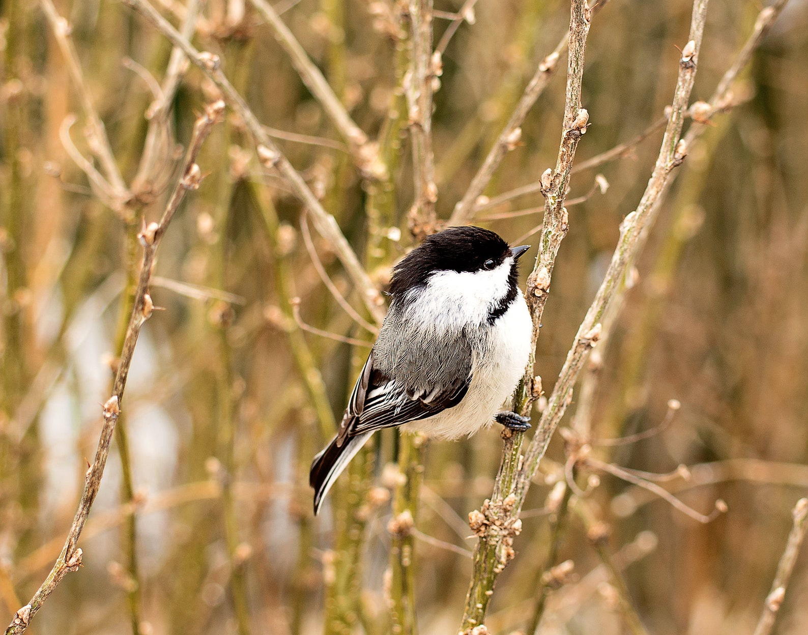 Chickadee Print Bird Lovers Decor Chickadee Art Chickadee - Etsy
