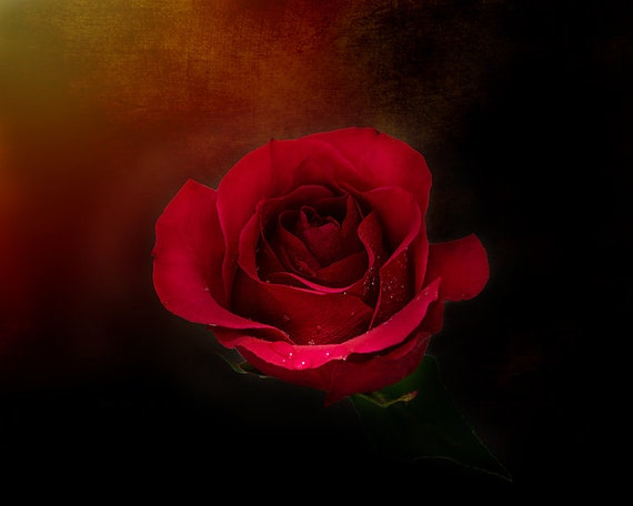 Macro Dark Red Rose Dark Red Rose Fine Art Macro Photograph Etsy