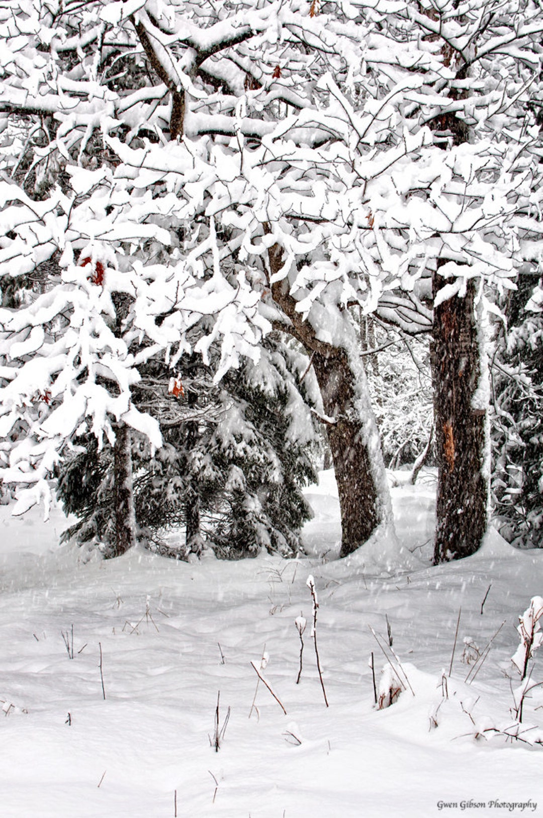 Michigan Winter Forest Photo, Snowy Hardwood Forest Print, Winter ...
