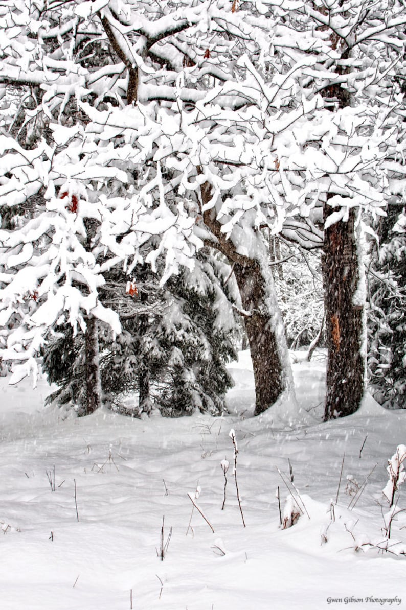Michigan Winter Forest Photo, Snowy Hardwood Forest Print, Winter ...