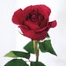 Single Stem Red Rose Photo, Rose Fine Art Print, Romantic Art Bedroom ...