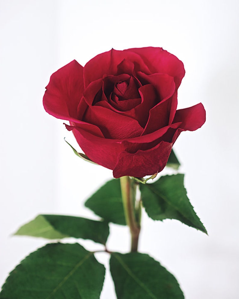 Single Stem Red Rose Photo, Rose Fine Art Print, Romantic Art Bedroom ...
