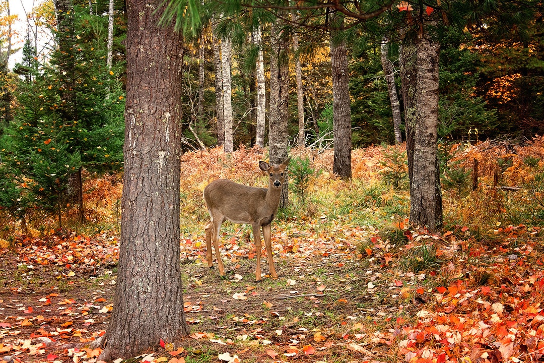 Whitetail Deer Wall Art, Autumn Wall Decor, Autumn Art, Forest Fall ...