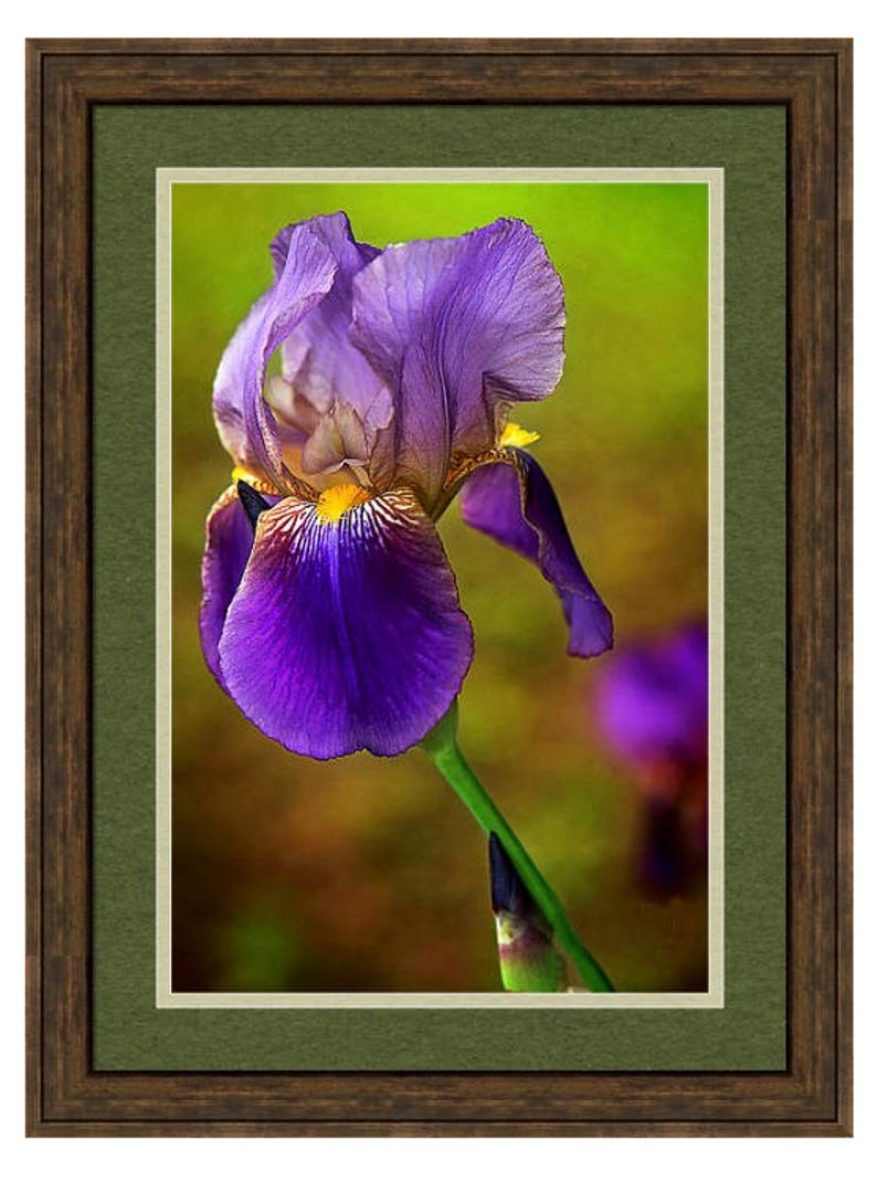 Purple Iris Flower, Bearded Iris Print, Garden Flower Print, Floral ...