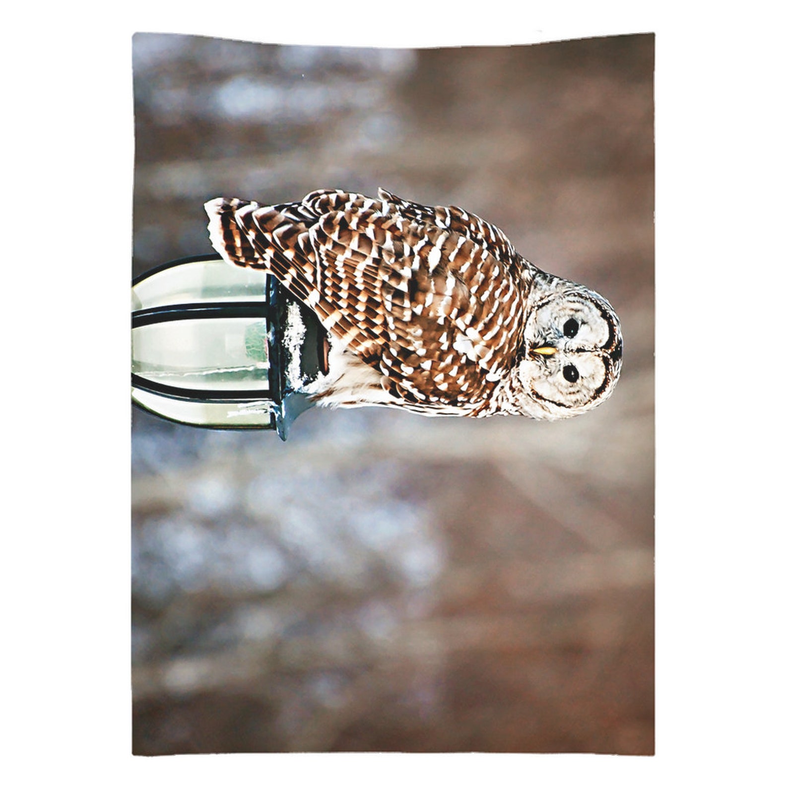 Wildlife Tapestries, Barred Owl Tapestry, Michigan Owl Wall Art, Fabric ...