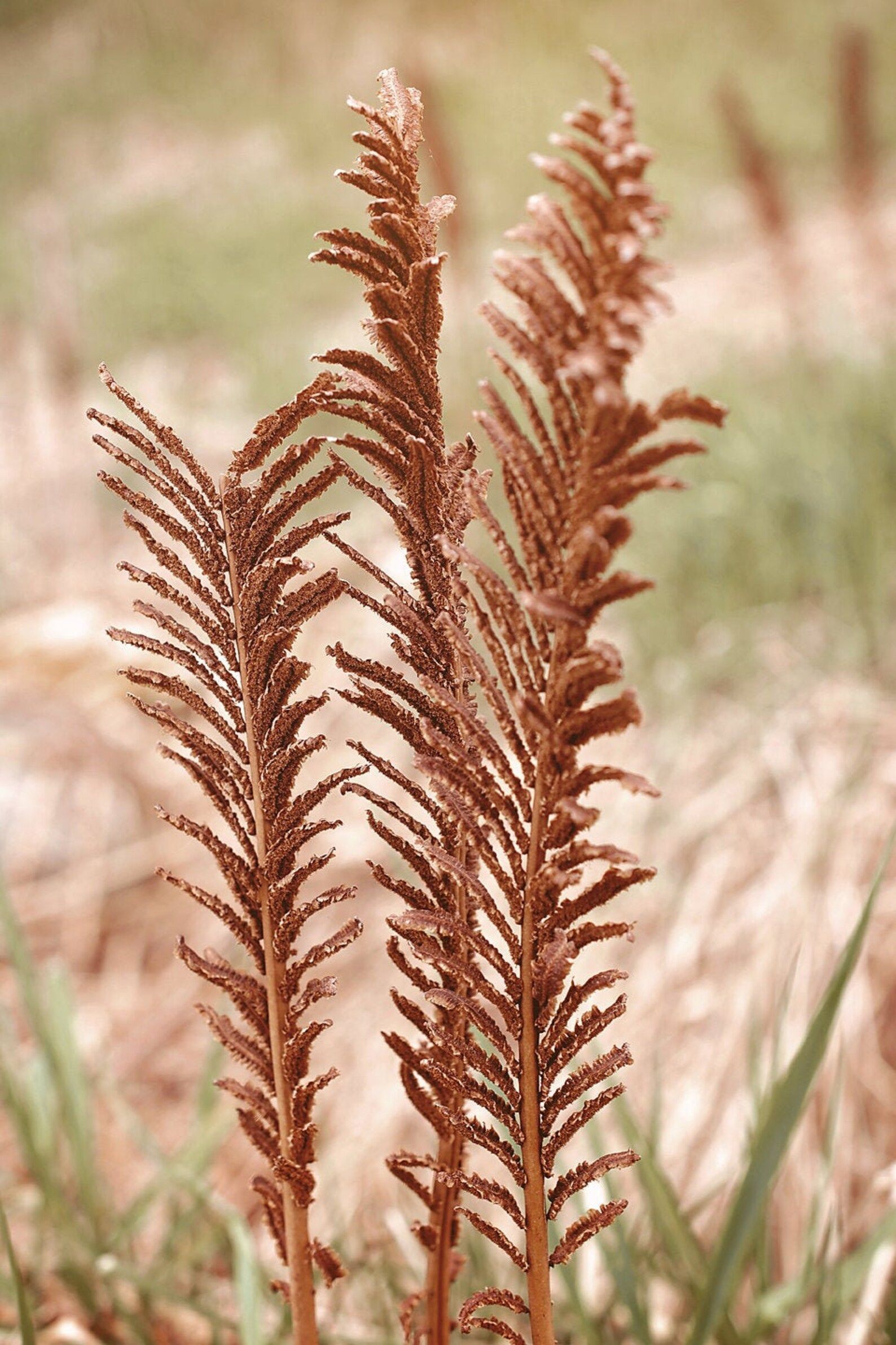 Wild Fern Photo, Brown Spring Fern Print, Woodland Plant Wall Art ...
