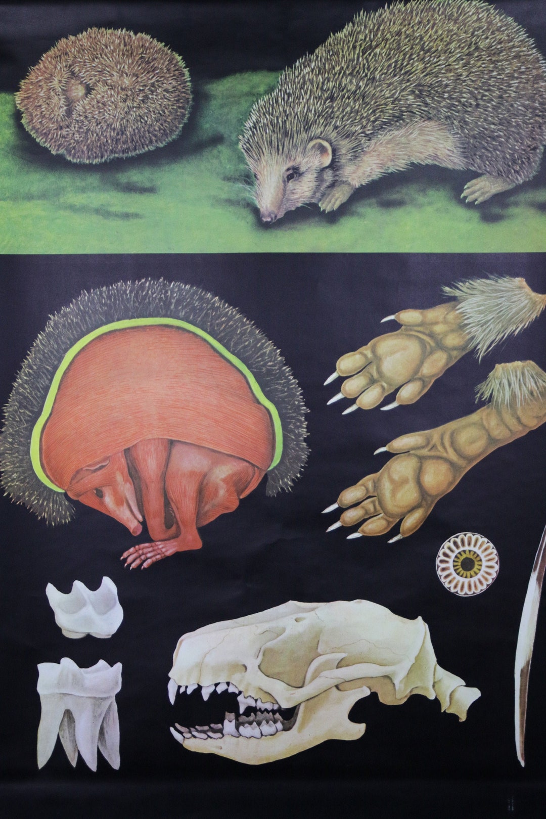 Vintage Wall-map Hedgehog Motif School-map 60s Wall Card - Etsy