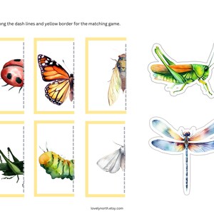 Insect Match and Sort Activity Pages, Insect Nature Theme, Montessori ...