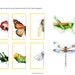 Insect Match and Sort Activity Pages, Insect Nature Theme, Montessori ...
