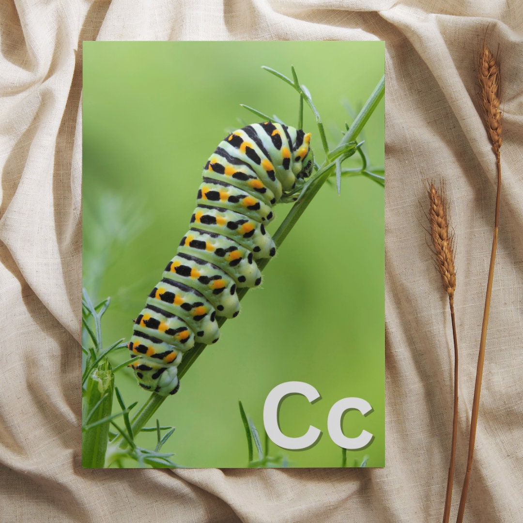 ABC Alphabet Photo Cards, Early Years Resource, Digital Download - Etsy