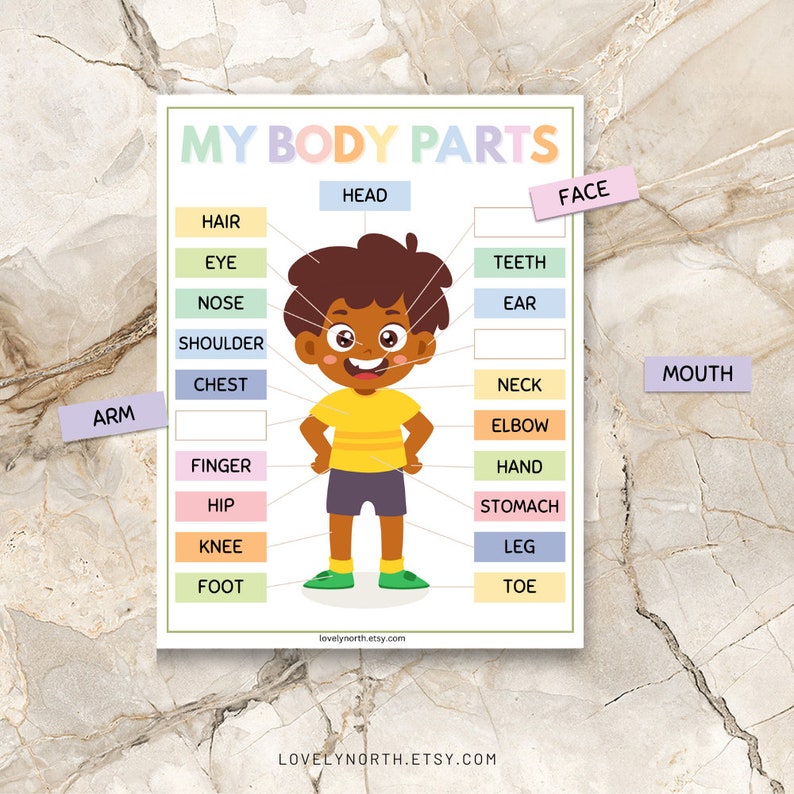 Body Parts Matching Bundle, Activity Worksheets, Preschool Busy Book ...