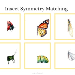 Insect Match and Sort Activity Pages, Insect Nature Theme, Montessori ...
