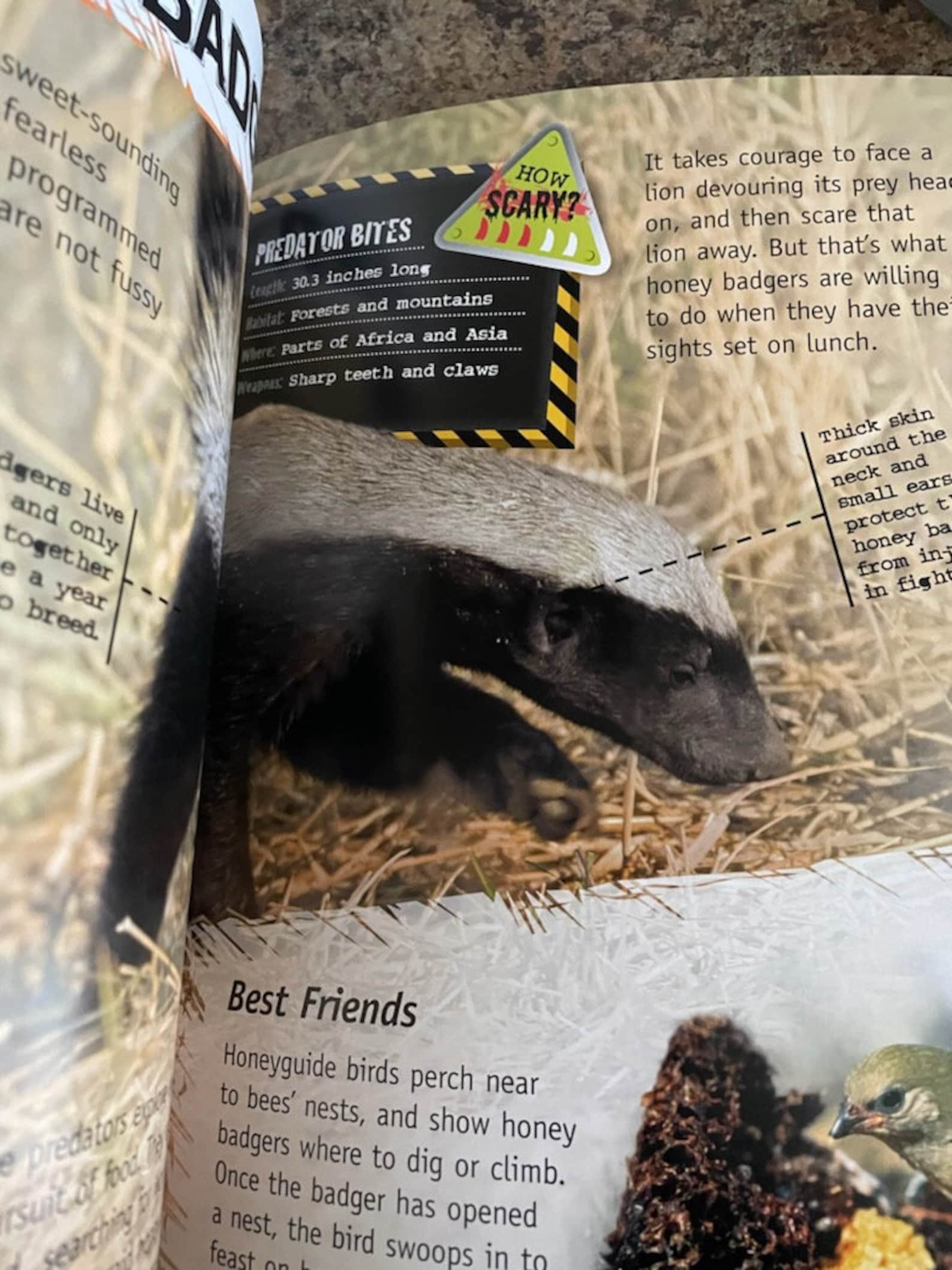 Science Animal Nature Reference Book Deadly Predators Explore the Wild ...