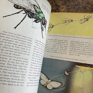 1961 Golden Library of Knowledge Hardcover69 Cents Flying Animals the ...